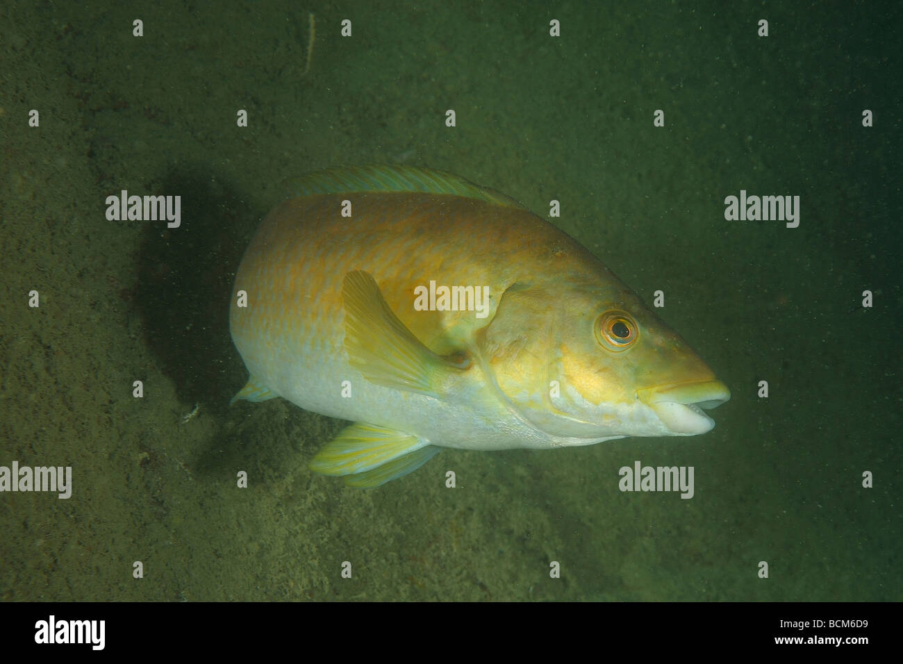 Ballan wrasse hi-res stock photography and images - Alamy