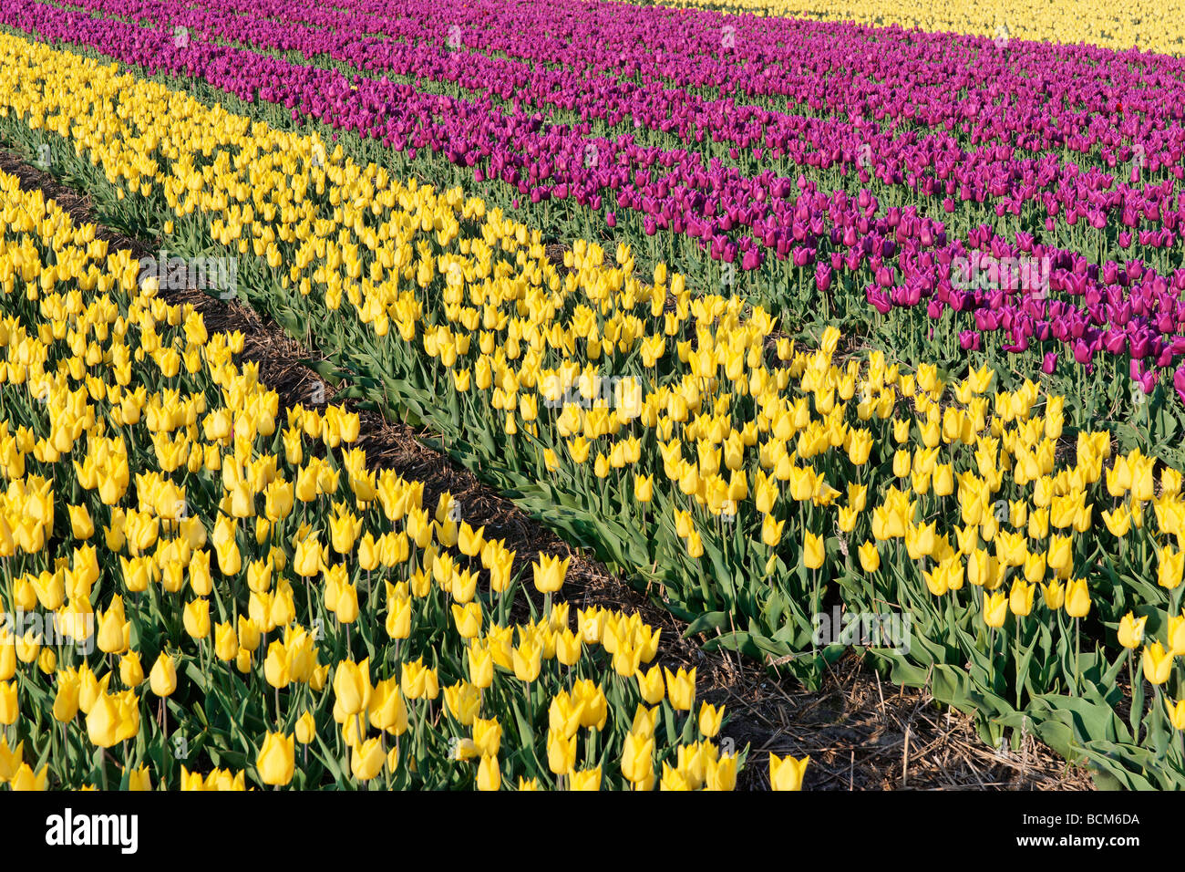 Tulip fields of the Bollenstreek, South Holland, Netherlands Stock ...