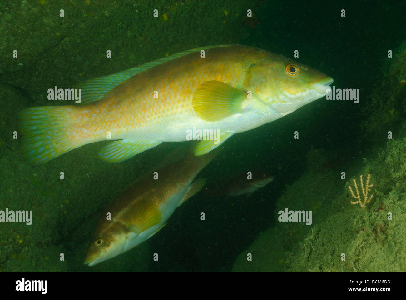 Ballan fish in north brittany hi-res stock photography and images - Alamy