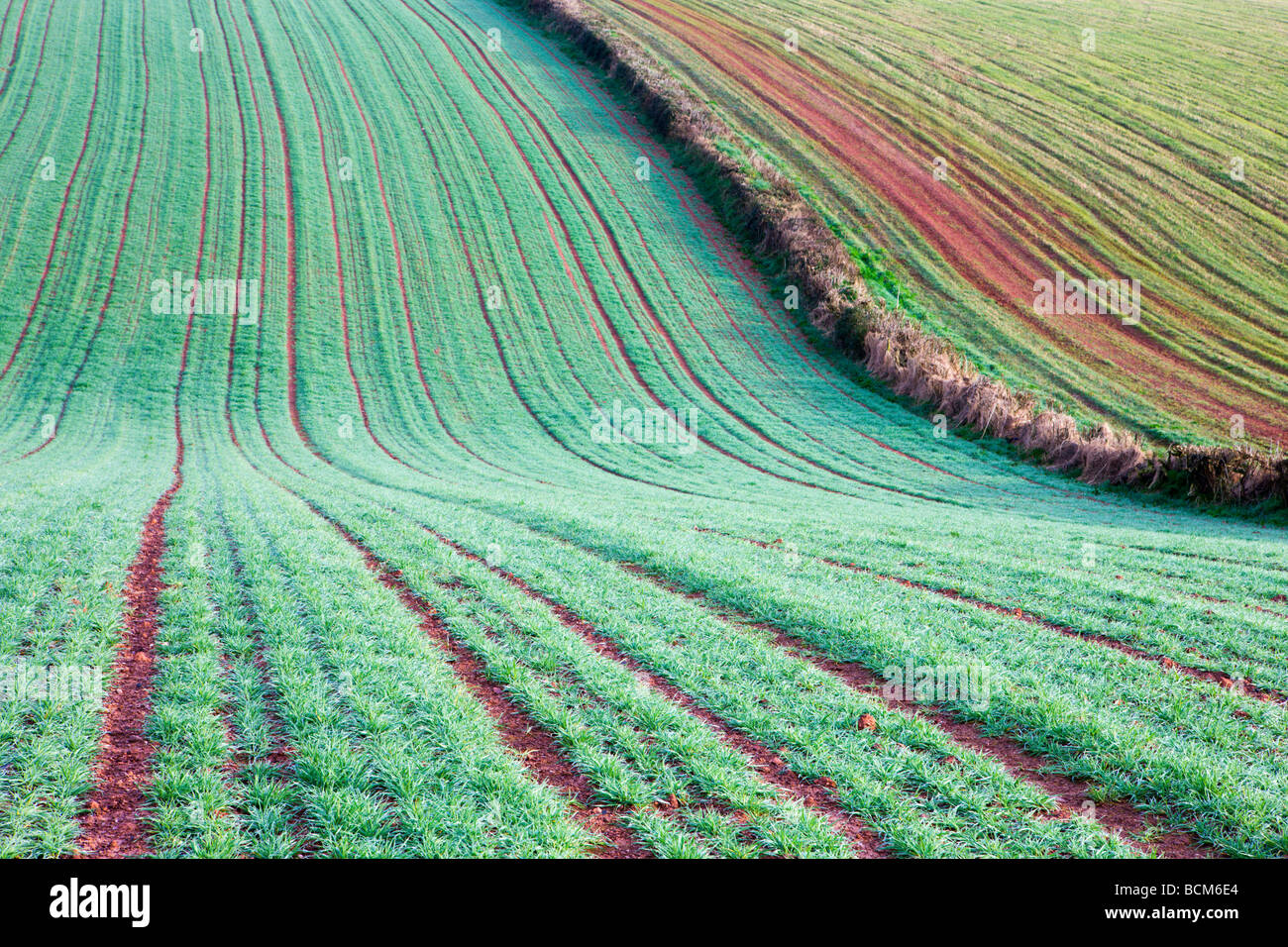 Red soil devon hi-res stock photography and images - Alamy