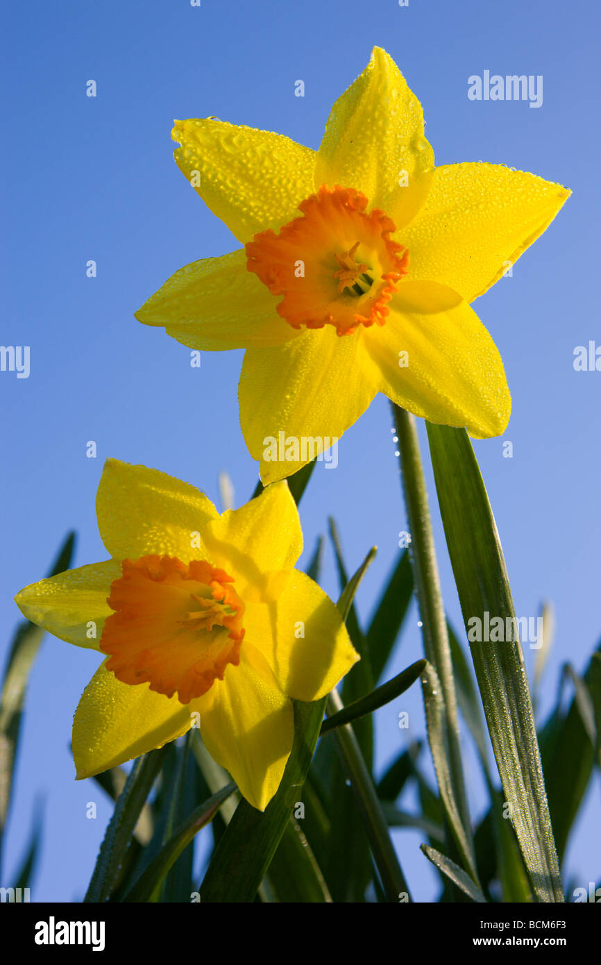Golden daffodils hi-res stock photography and images - Alamy