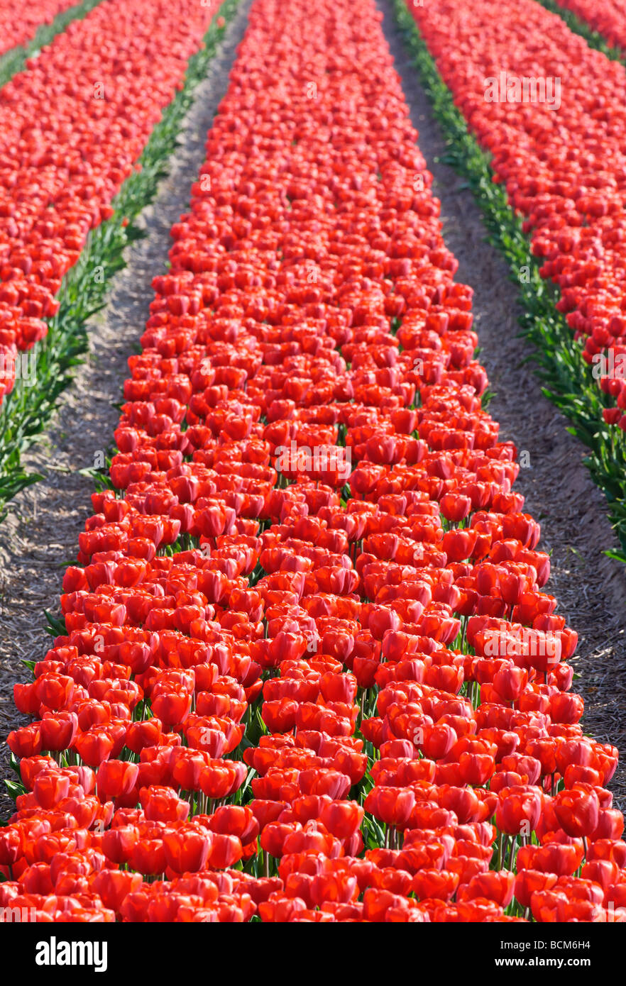 Tulip fields bollenstreek south holland hi-res stock photography and ...