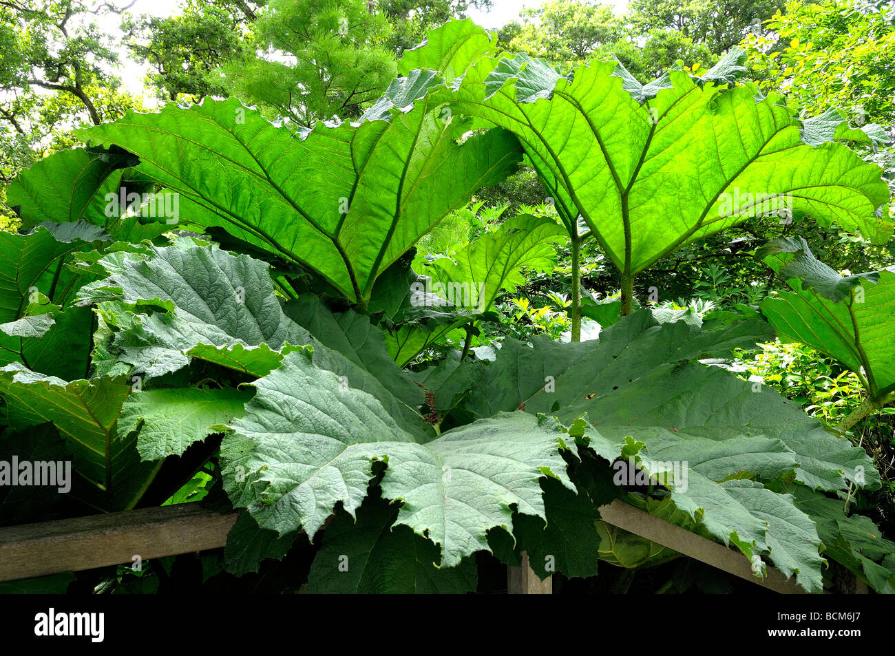 Gunnera plant hi-res stock photography and images - Alamy
