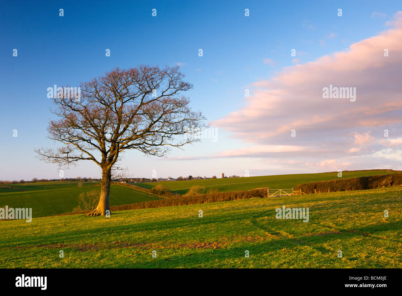 Agricultural landscape of mid Devon Morchard Bishop Devon England March ...