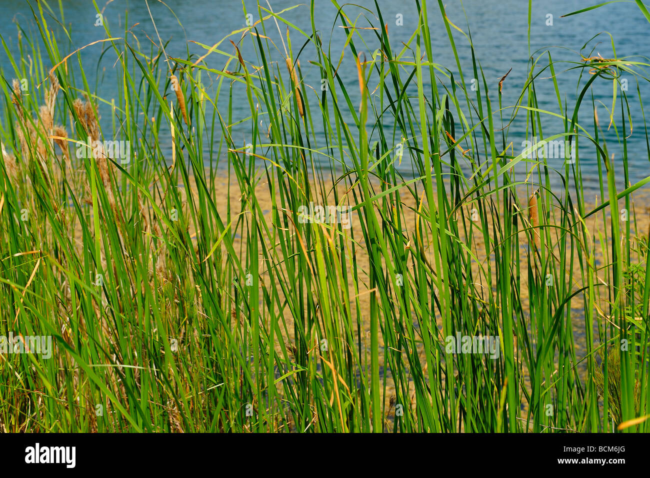 Rush field on the shore of Clear Spring lake, Texas Stock Photo - Alamy