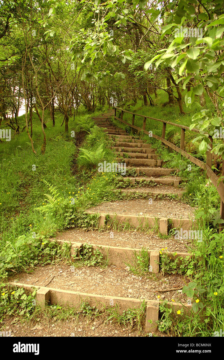 Steps into the trees Stock Photo - Alamy