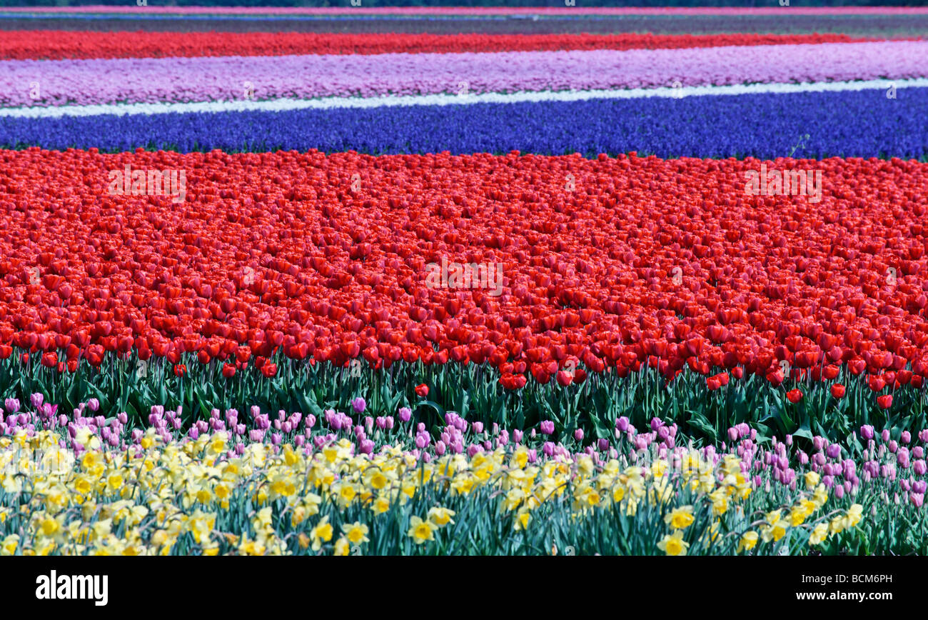 Tulip fields of the Bollenstreek, South Holland, The Netherlands. Focus ...