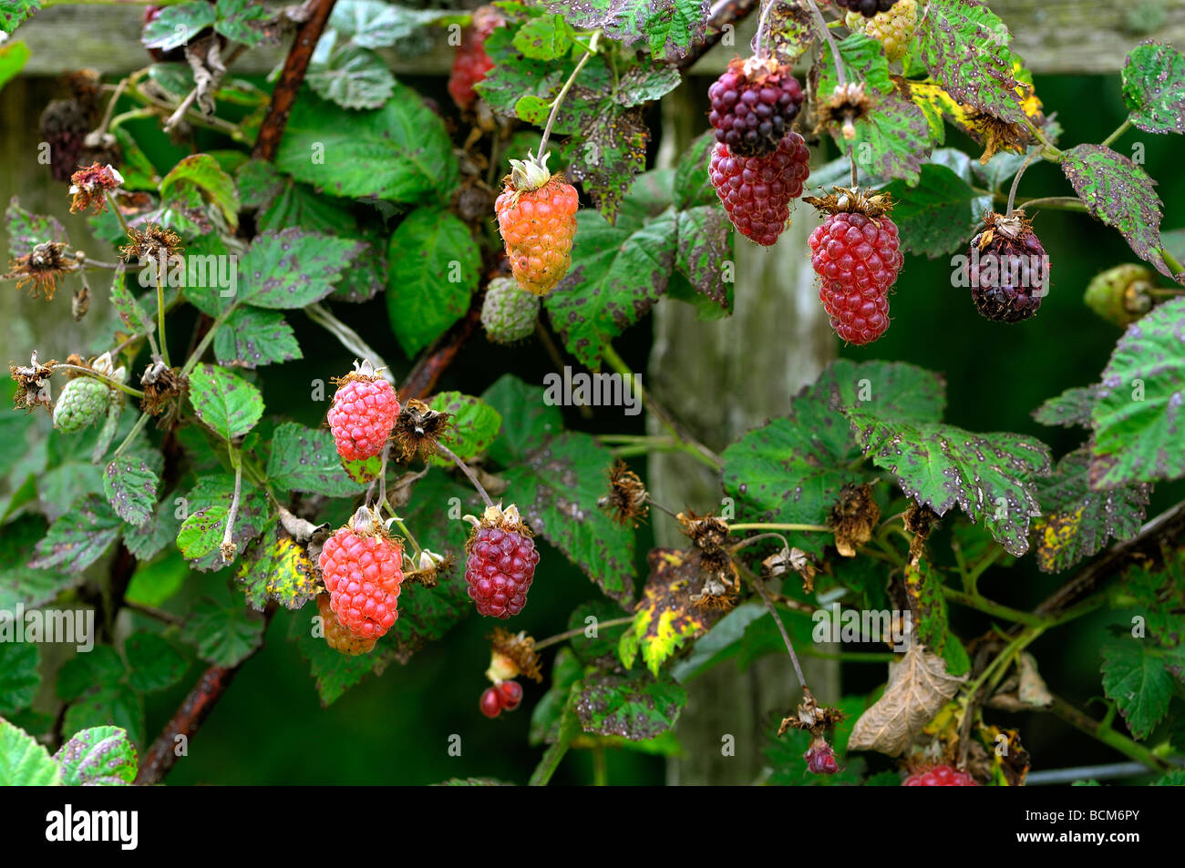 Summer raspberries growing hi-res stock photography and images - Alamy