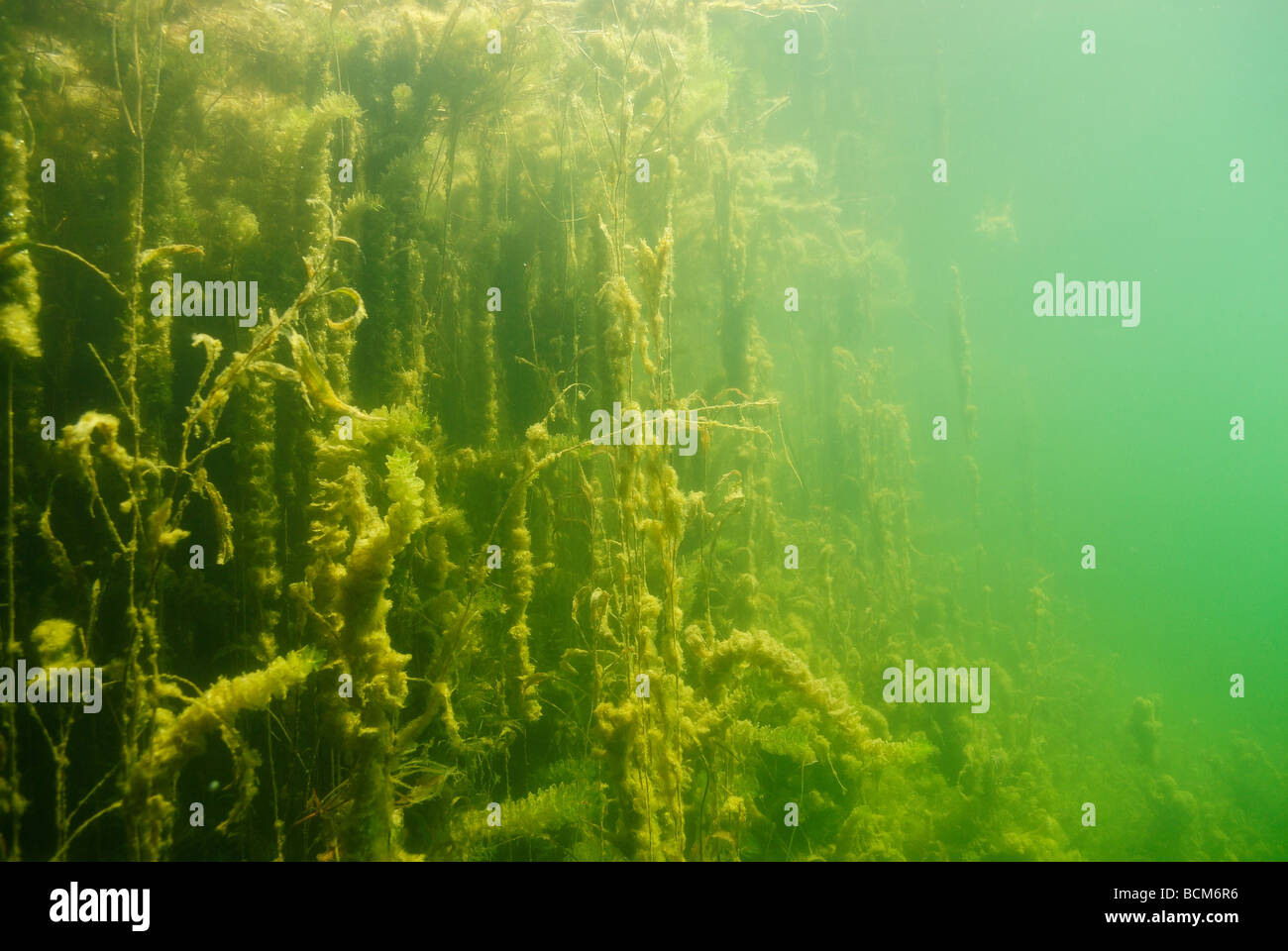 Underwater Plants Hydrilla