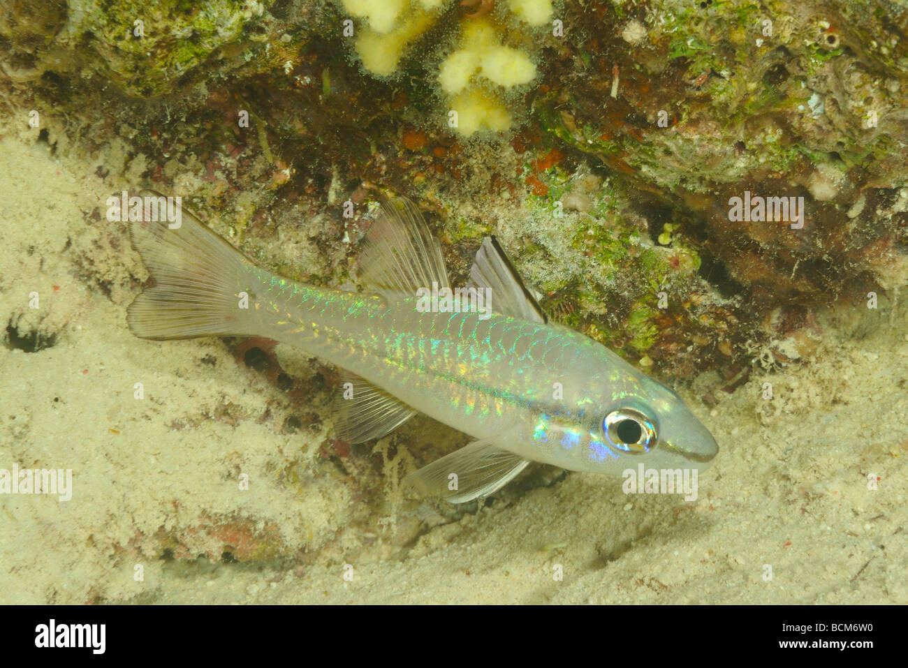 Bridled cardinalfish hi-res stock photography and images - Alamy