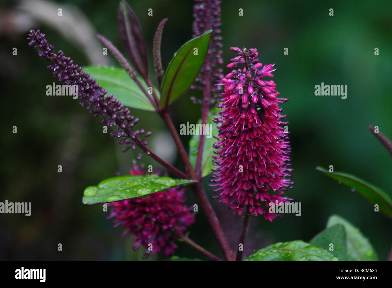 Red hebe flowers Stock Photo - Alamy