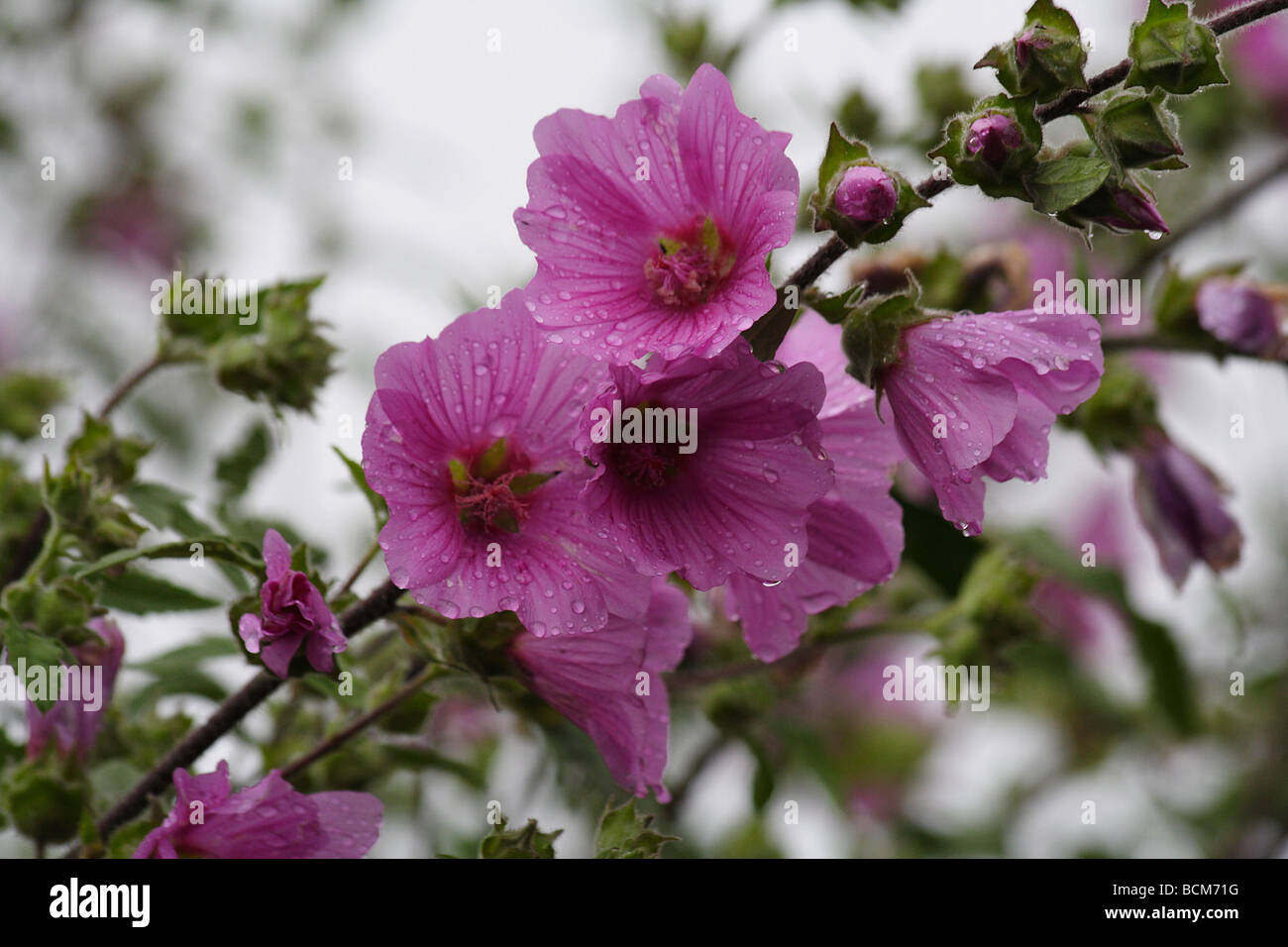Lavatera bud hi-res stock photography and images - Alamy