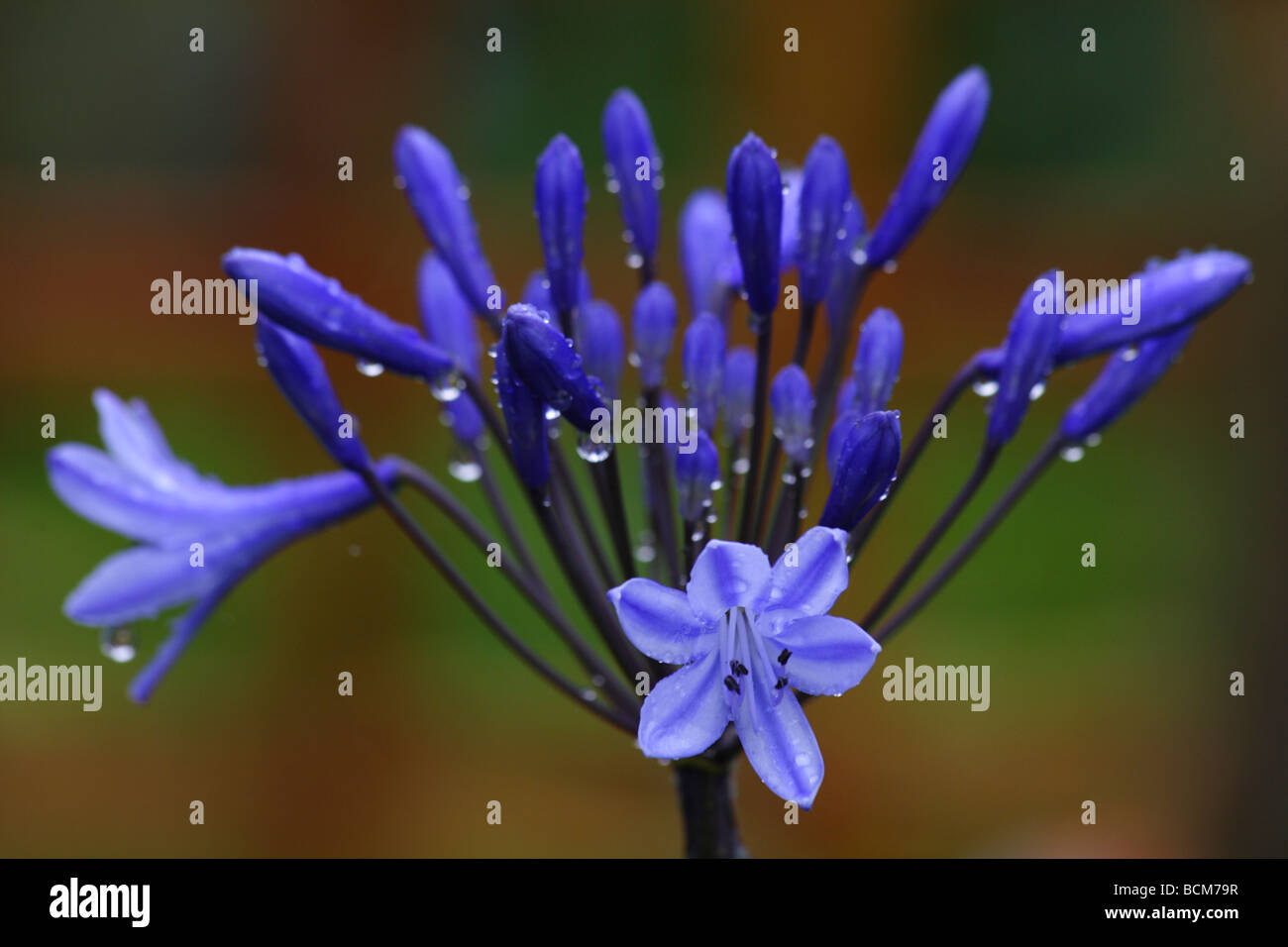 Nile river flowers hi-res stock photography and images - Alamy