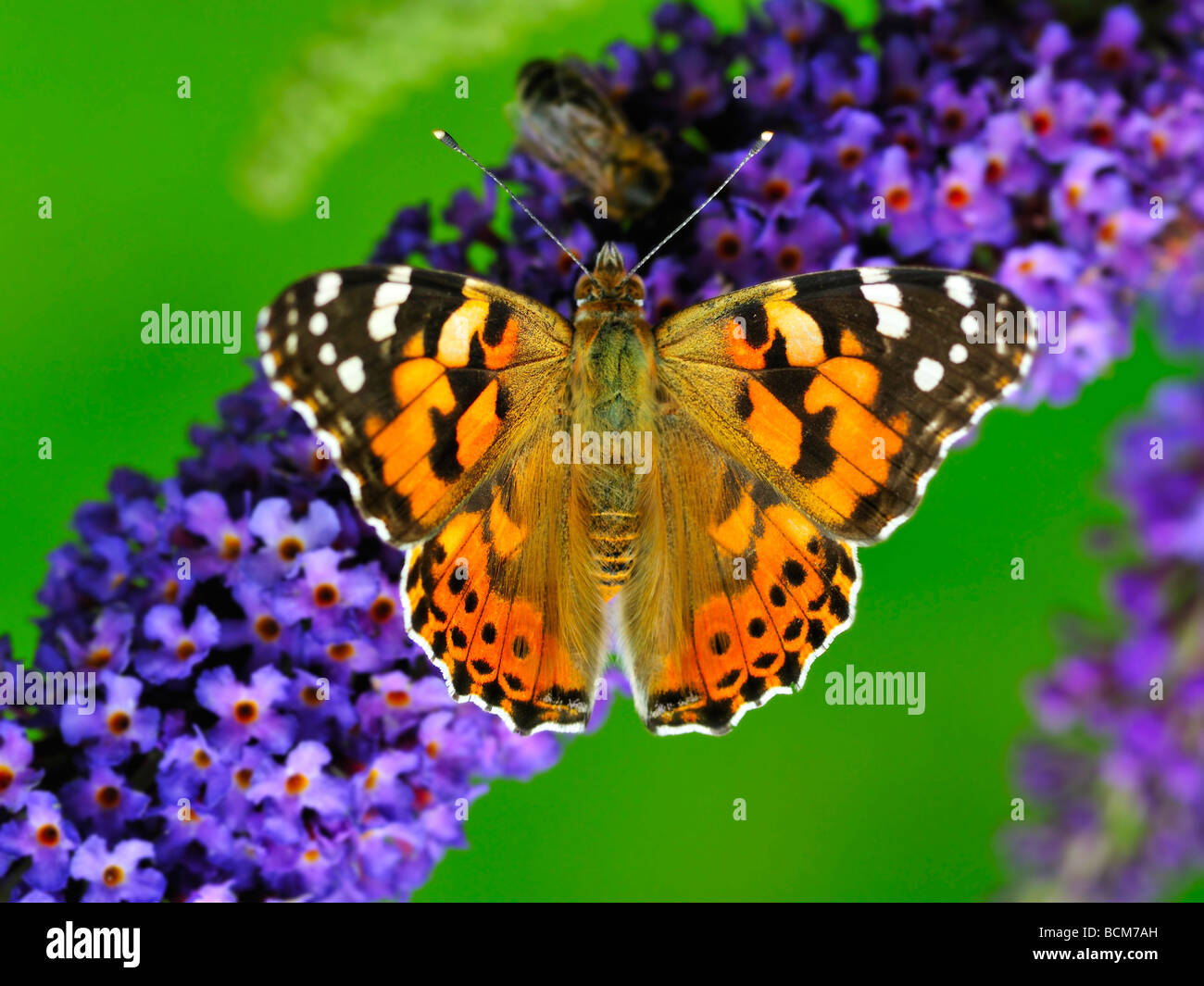Large tortoiseshell hi-res stock photography and images - Alamy