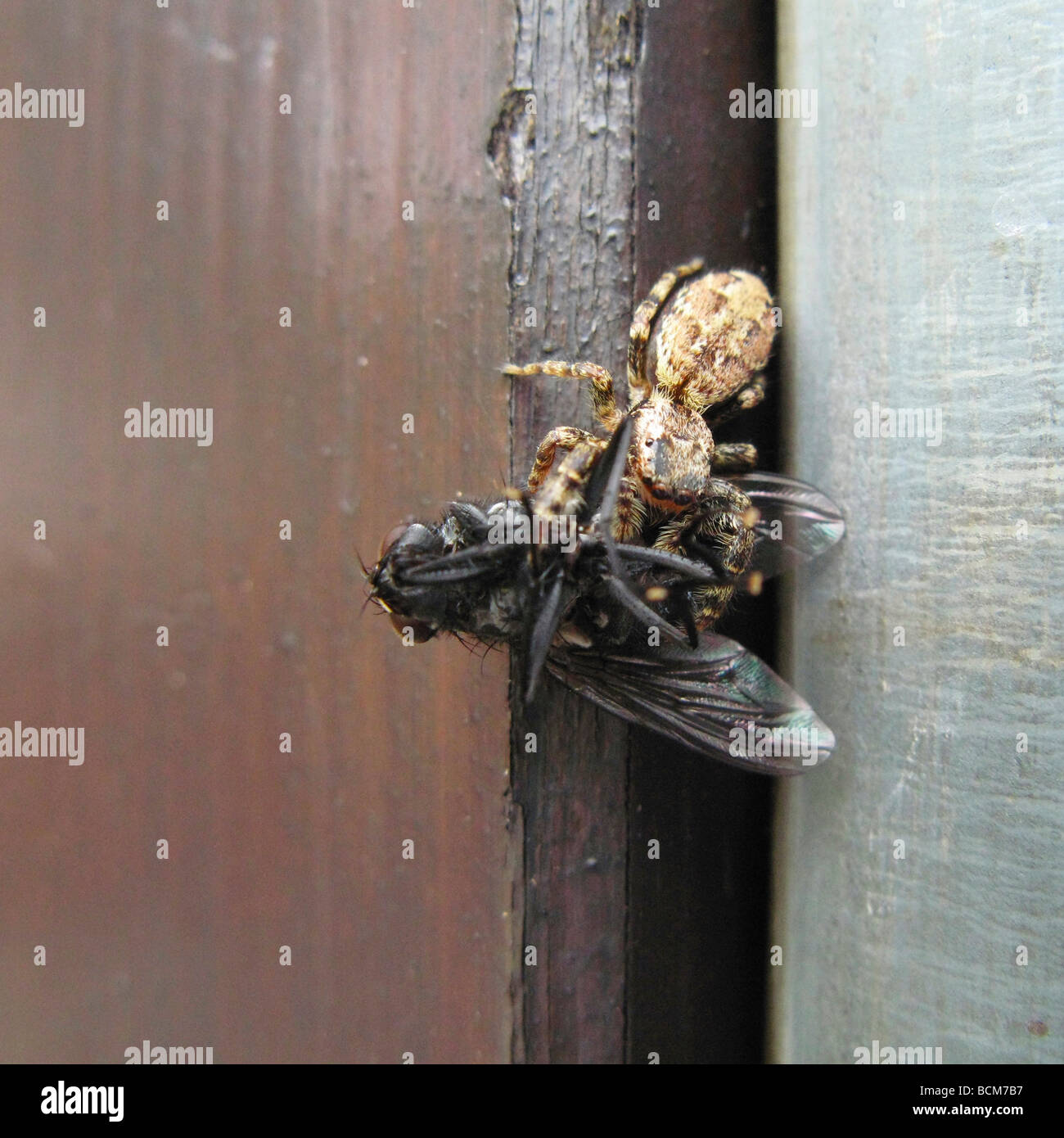 spider caught a fly Stock Photo - Alamy
