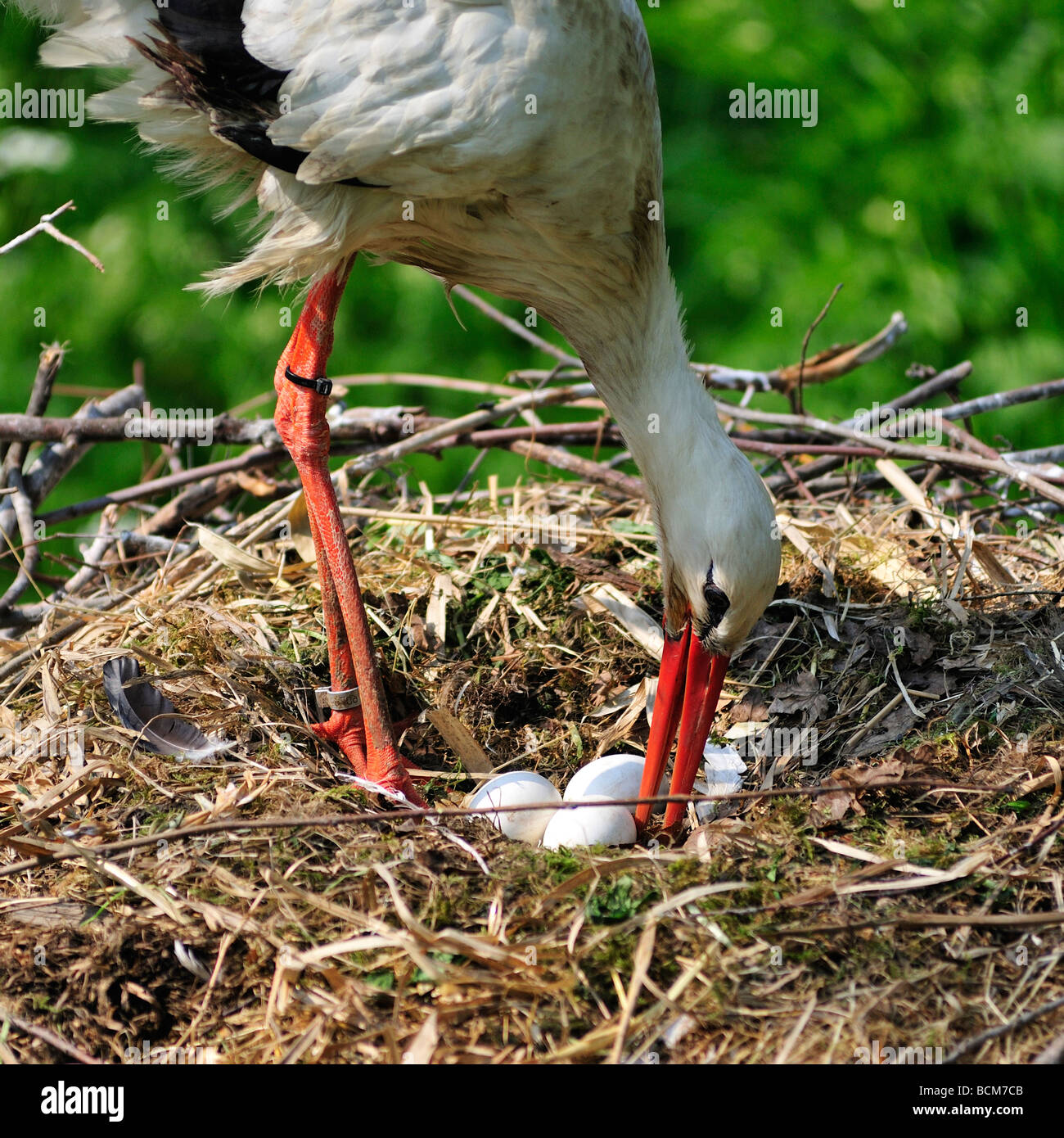 A stork in a nest with eggs Stock Photo - Alamy