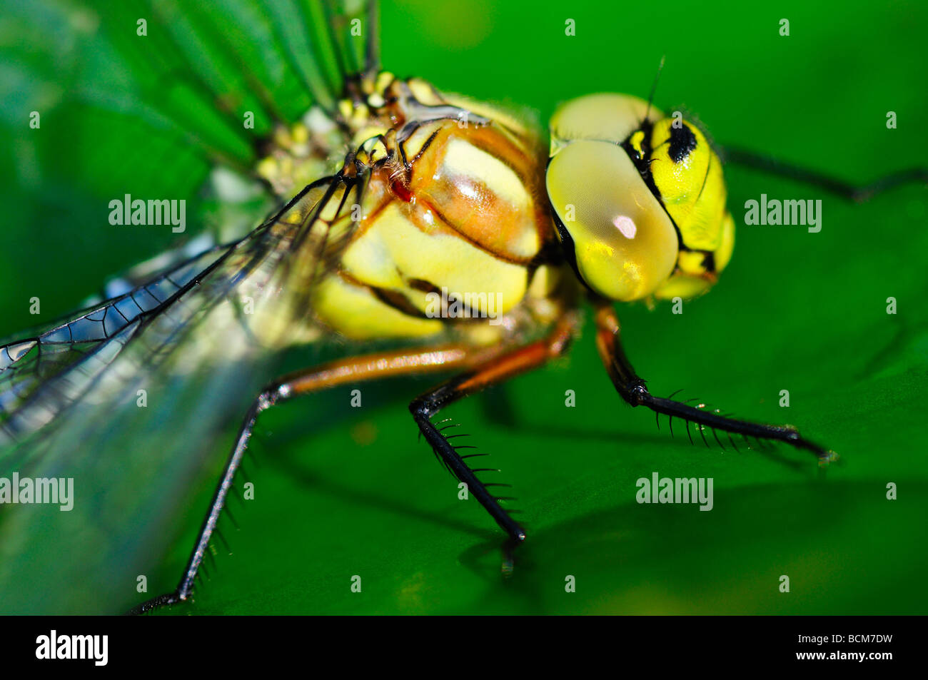 a closeup of a dragonfly Stock Photo - Alamy