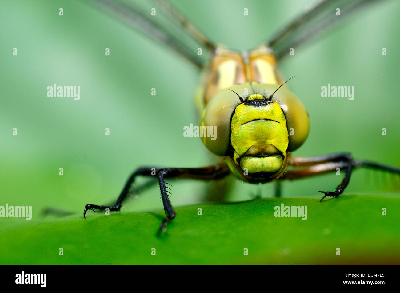 Close-up dragon fly Stock Photo - Alamy