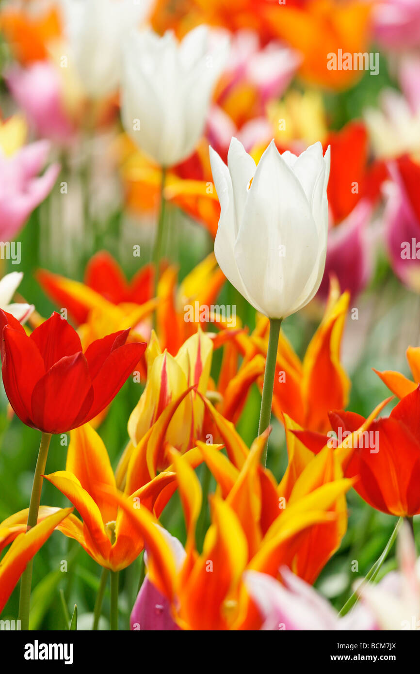 Fluted flowers hi-res stock photography and images - Alamy