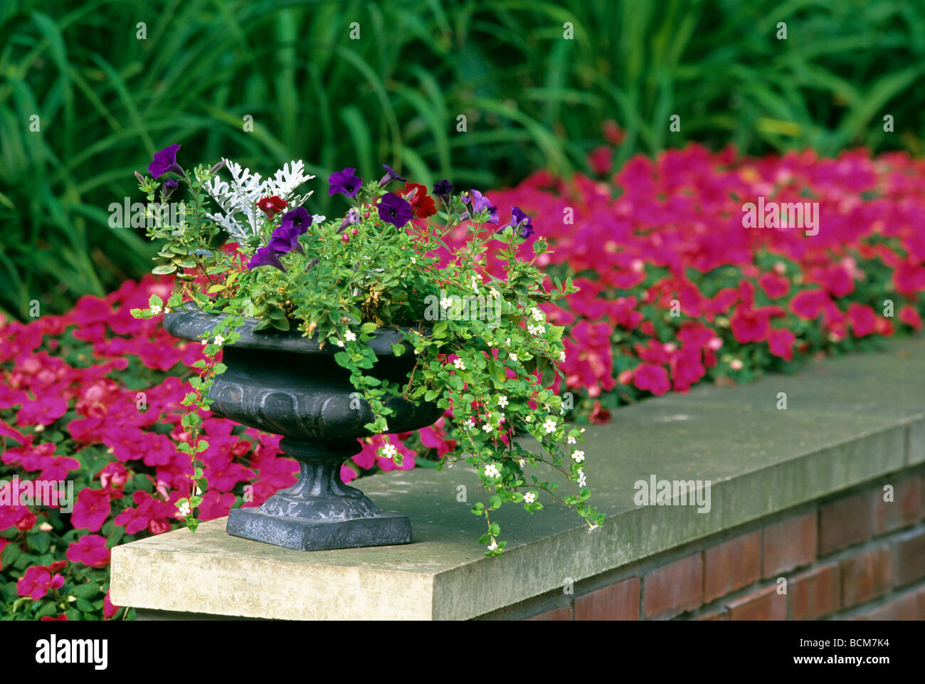 GARDEN CONTAINER OF BECOPA, DUSTY MILLER AND PETUNIAS ATOP A BRICK ...