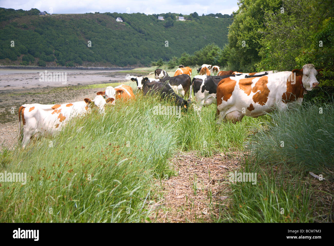 Tregarvan hi-res stock photography and images - Alamy