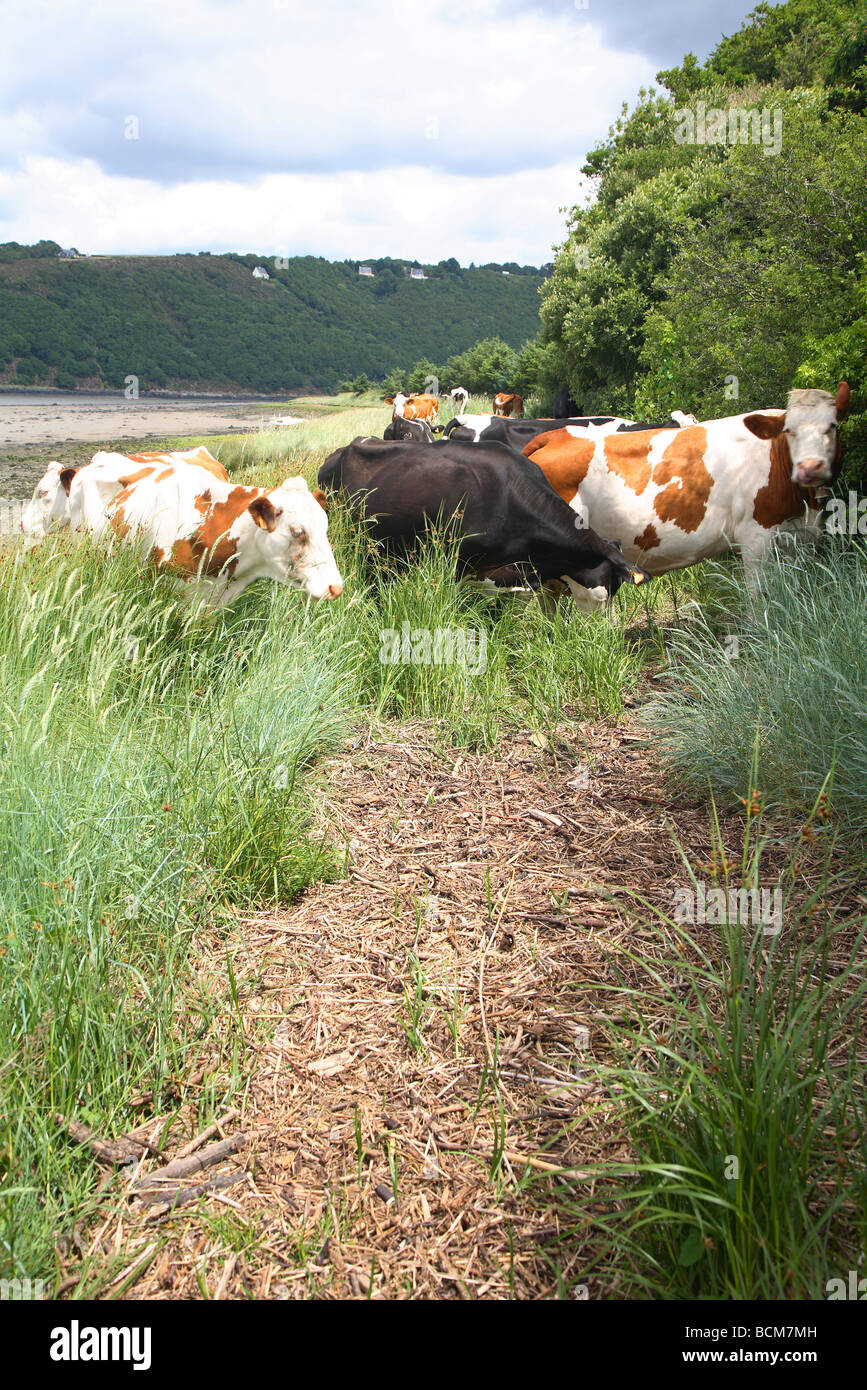 France, Brittany, Bretagne, Finistere, Finistère, Tregarvan Stock Photo ...