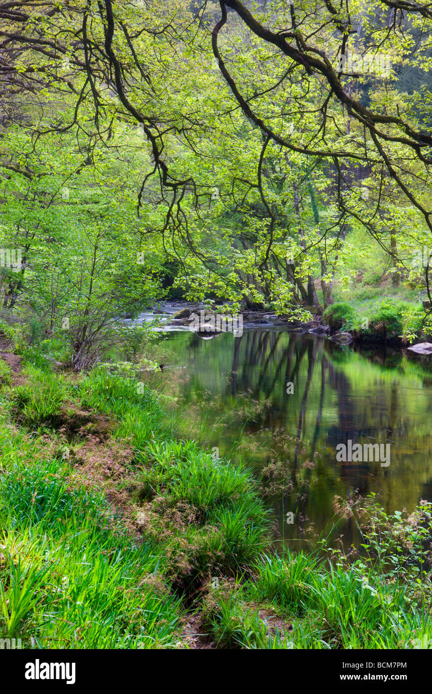 River Teign flowing through Spring woodland near Fingle Bridge Dartmoor ...