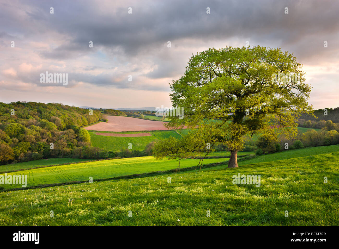 Devon countryside spring hi-res stock photography and images - Alamy