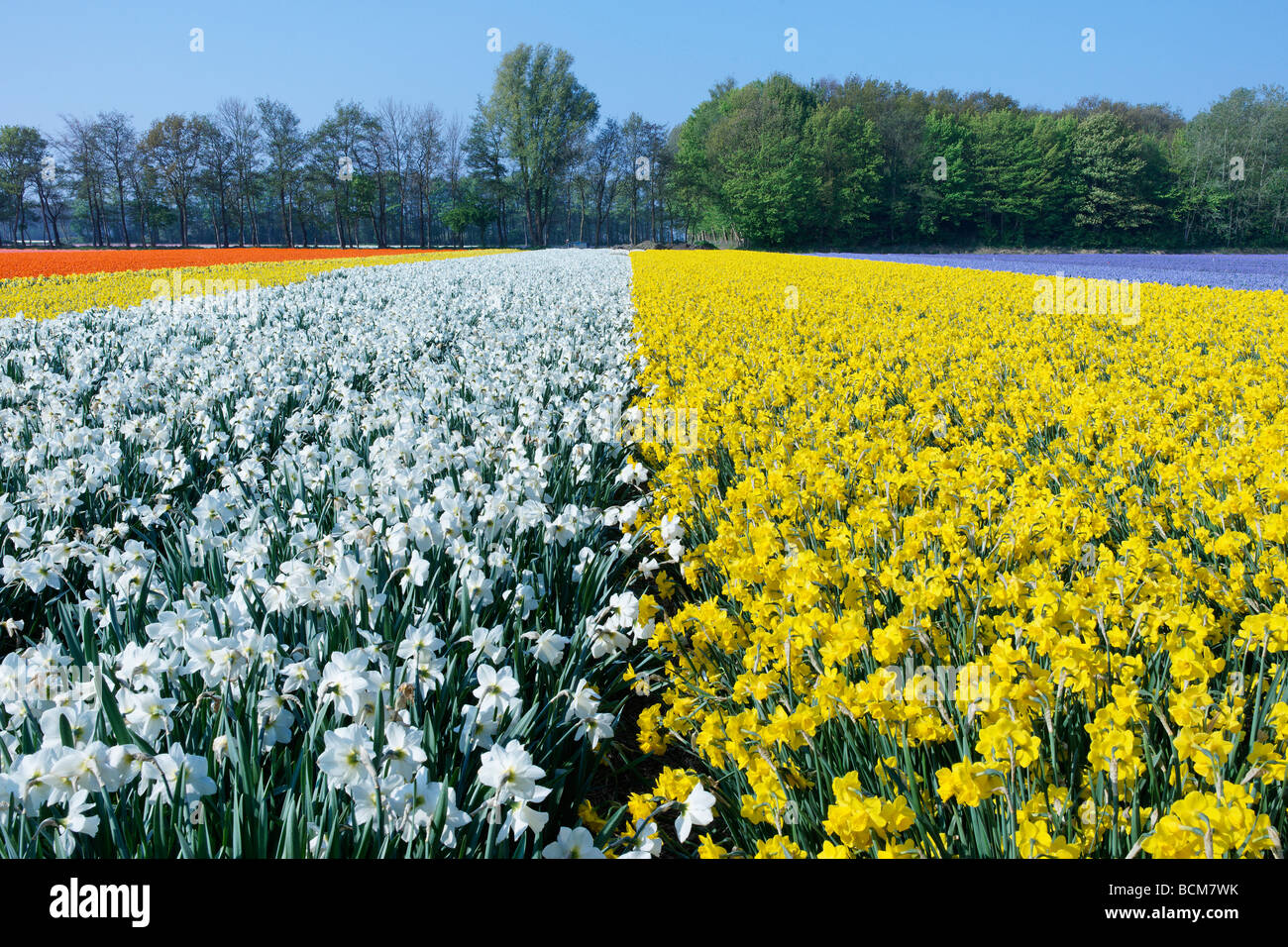 Field Of Daffodils