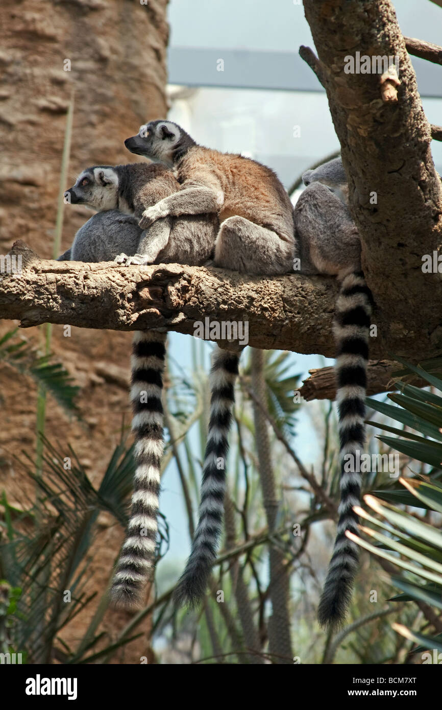 Lemurs at the Madagascar exhibit, Bronx Zoo, The Bronx, New York City ...