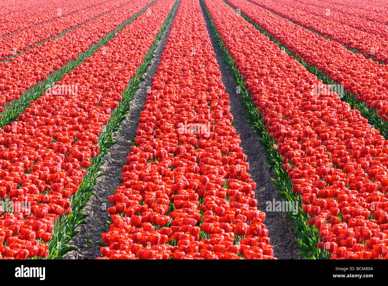 Tulip fields of the Bollenstreek, South Holland, Netherlands Stock ...