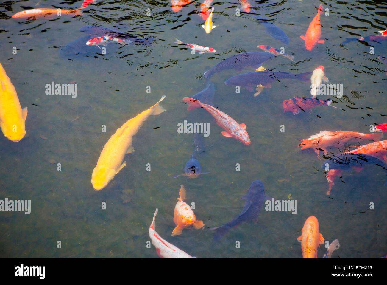 Koi carp hi-res stock photography and images - Alamy