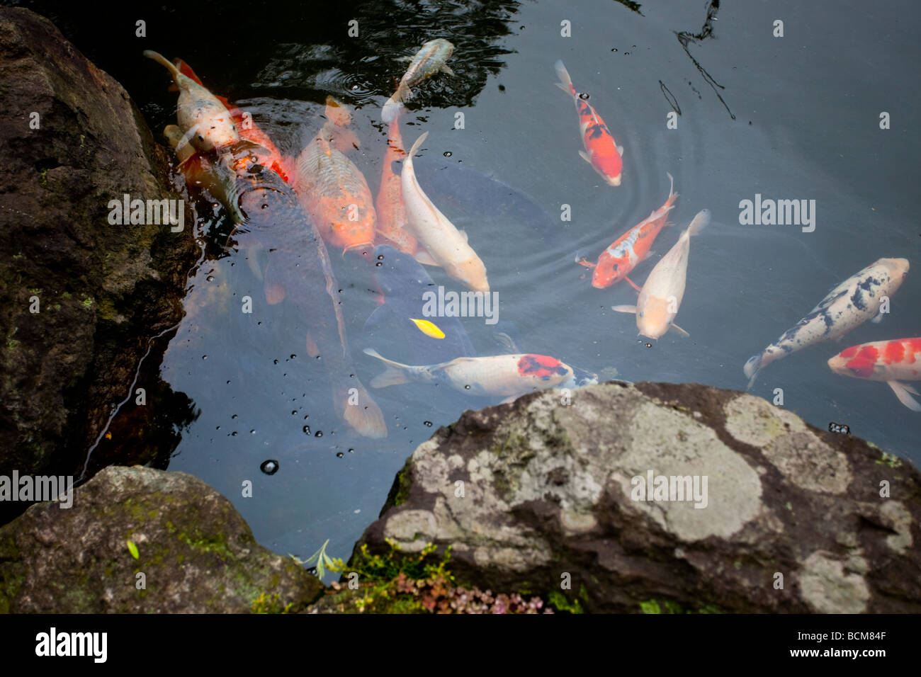 Koi Carp pond in Tokyo Japan Stock Photo - Alamy