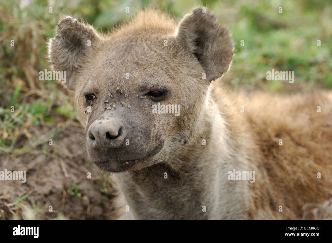 Stock photo closeup image of a spotted hyena Stock Photo - Alamy