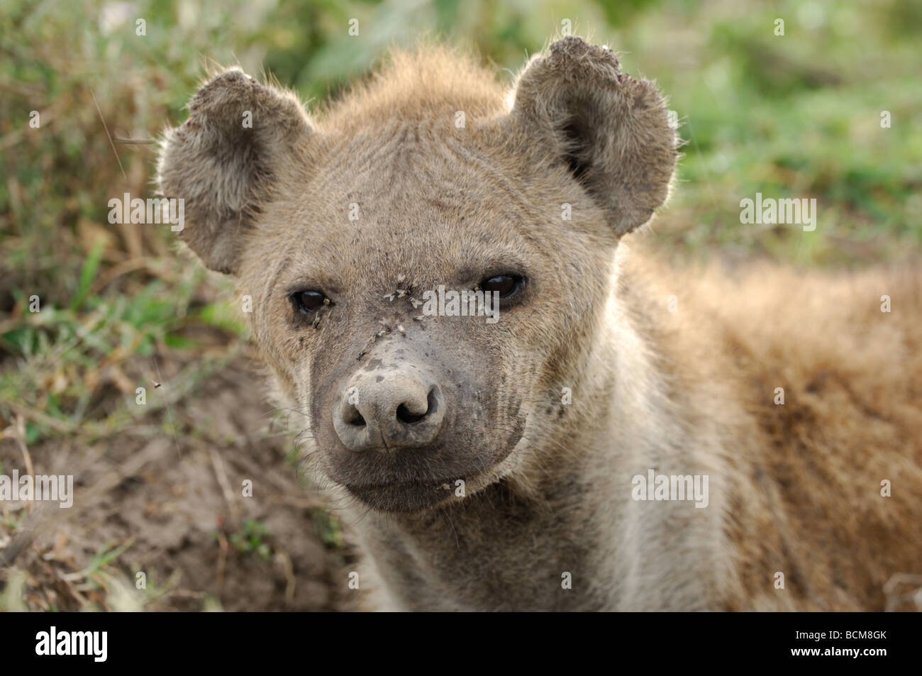 Hyena spotted hyena hyena sitting hi-res stock photography and images ...