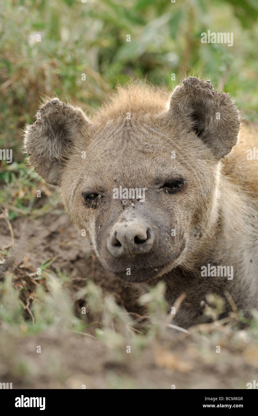Hyena sitting hi-res stock photography and images - Alamy