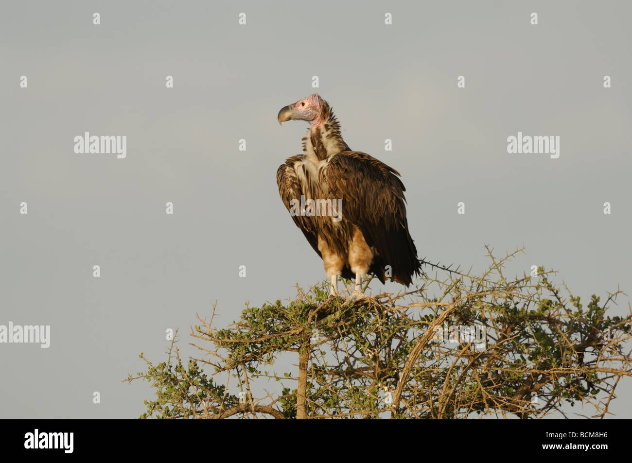 Vultures on a tree hi-res stock photography and images - Alamy