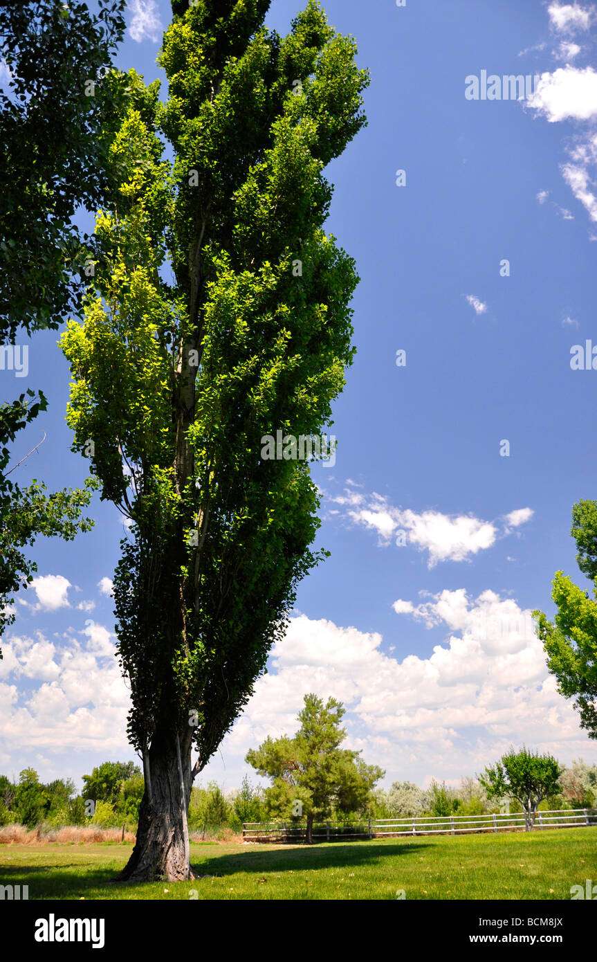White poplar tree hi-res stock photography and images - Alamy