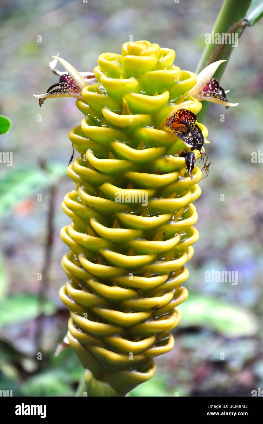 Beehive ginger in a tropical rain forest, Hawaii Stock Photo - Alamy