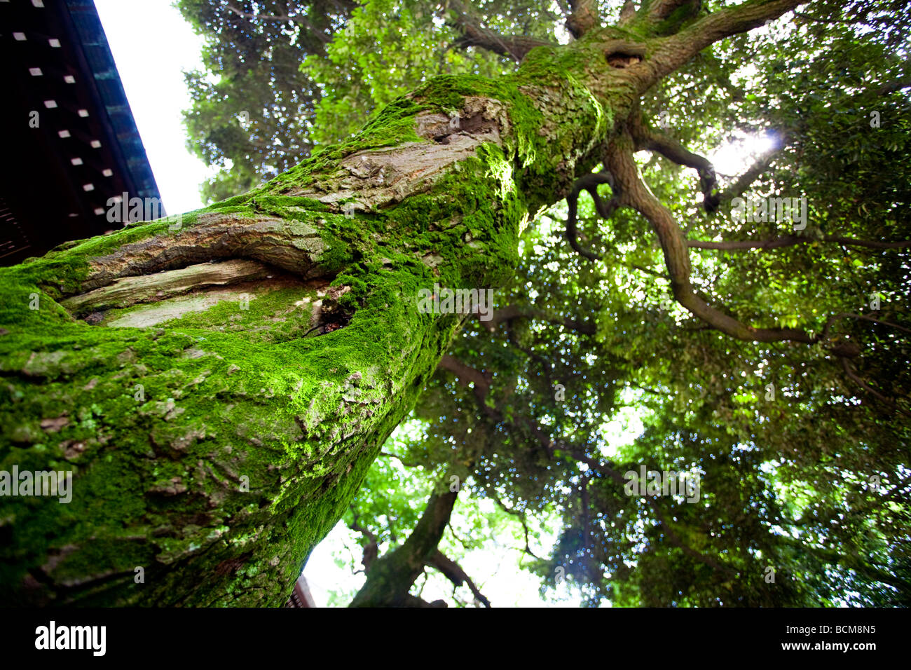 Moss covered tree in Japanese Shrine Stock Photo - Alamy