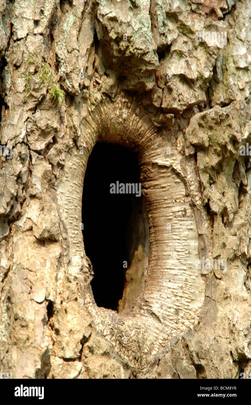 Old alder tree trunk with natural hollow closeup Stock Photo - Alamy