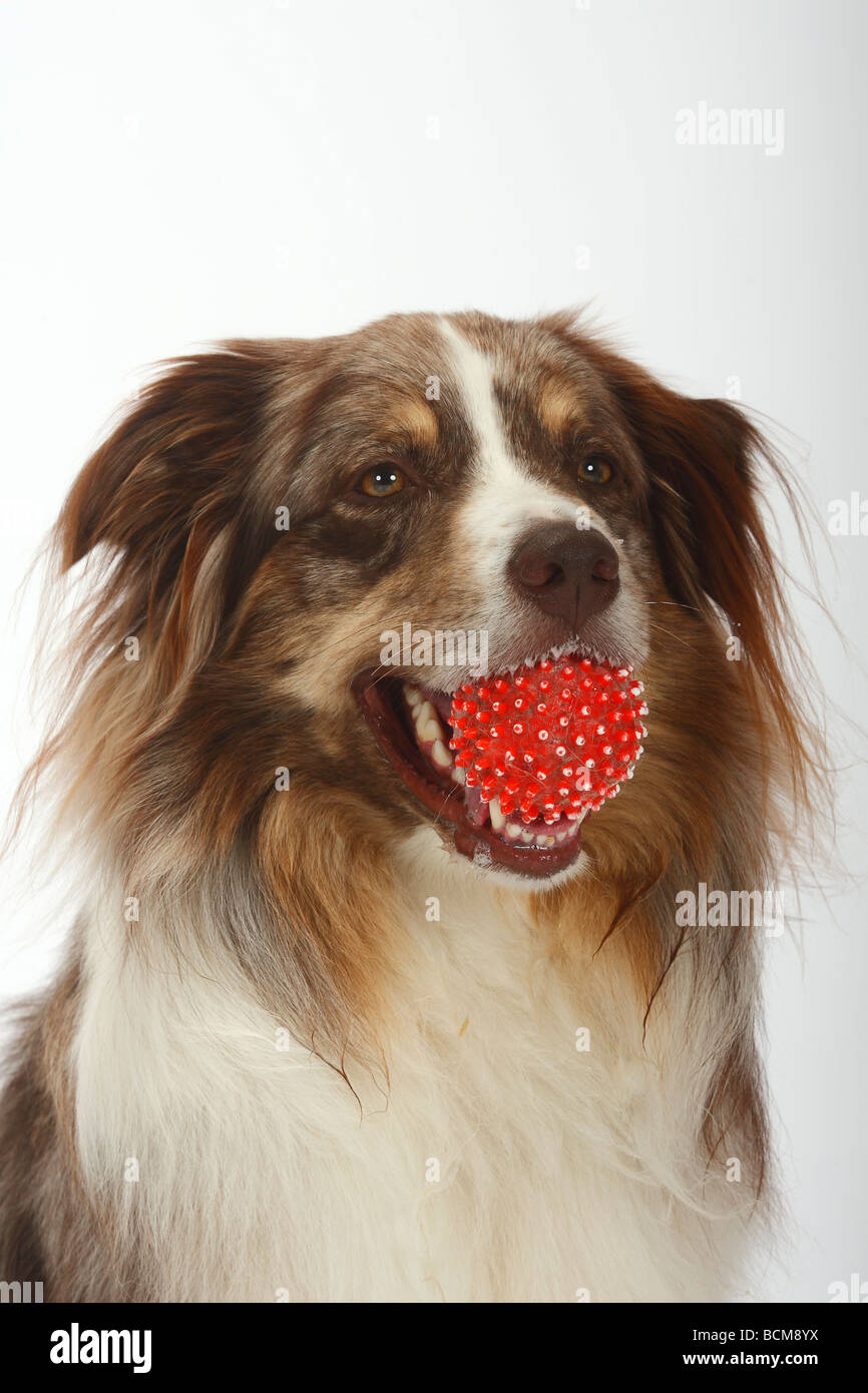 Australian Shepherd red merle with ball toy Stock Photo - Alamy