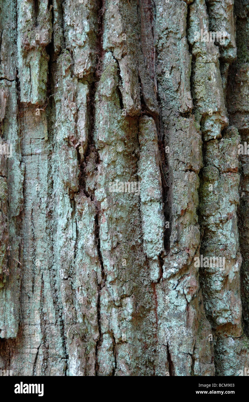 Old oak bark texture closeup Stock Photo - Alamy