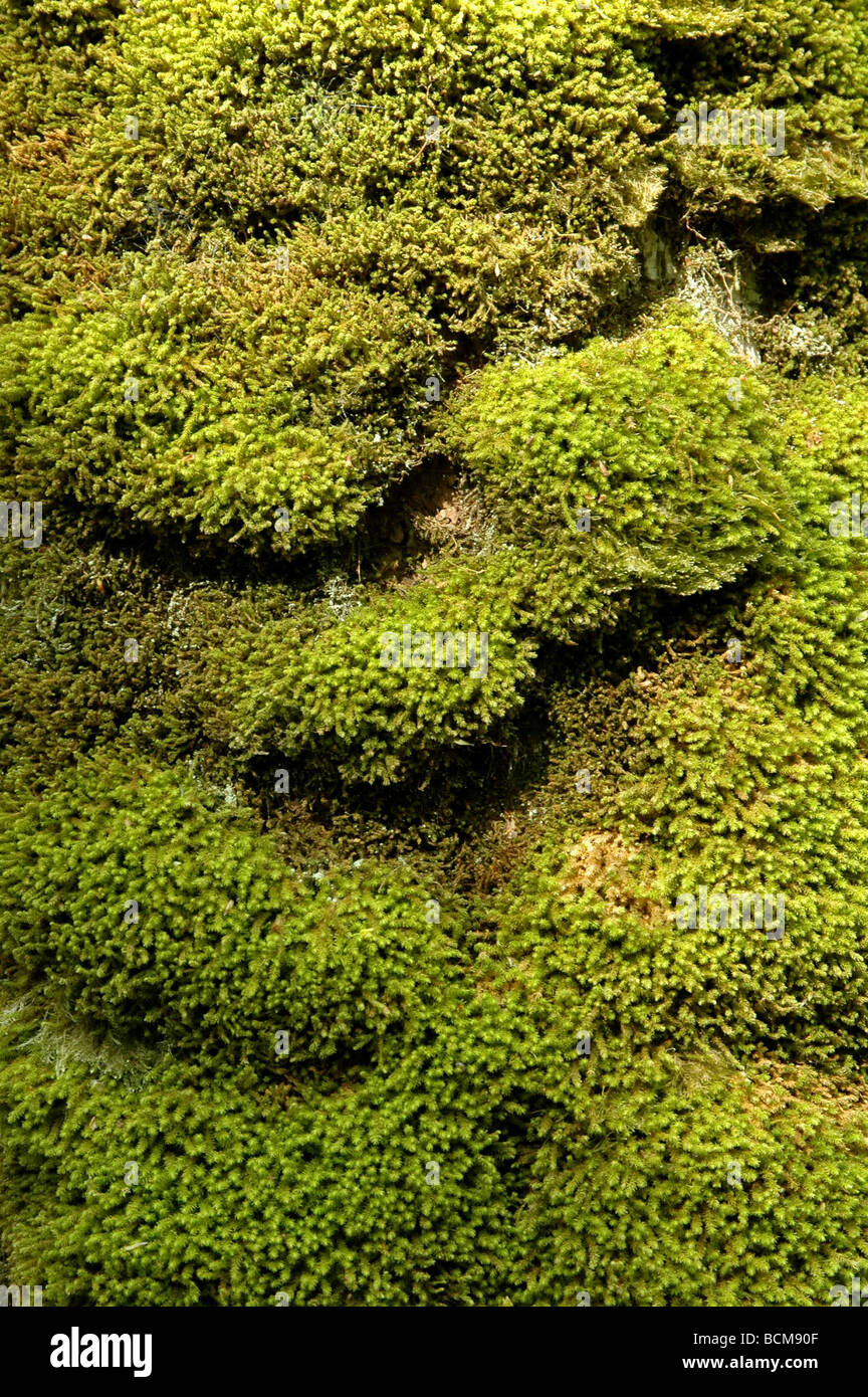 Mossy layer hi-res stock photography and images - Alamy