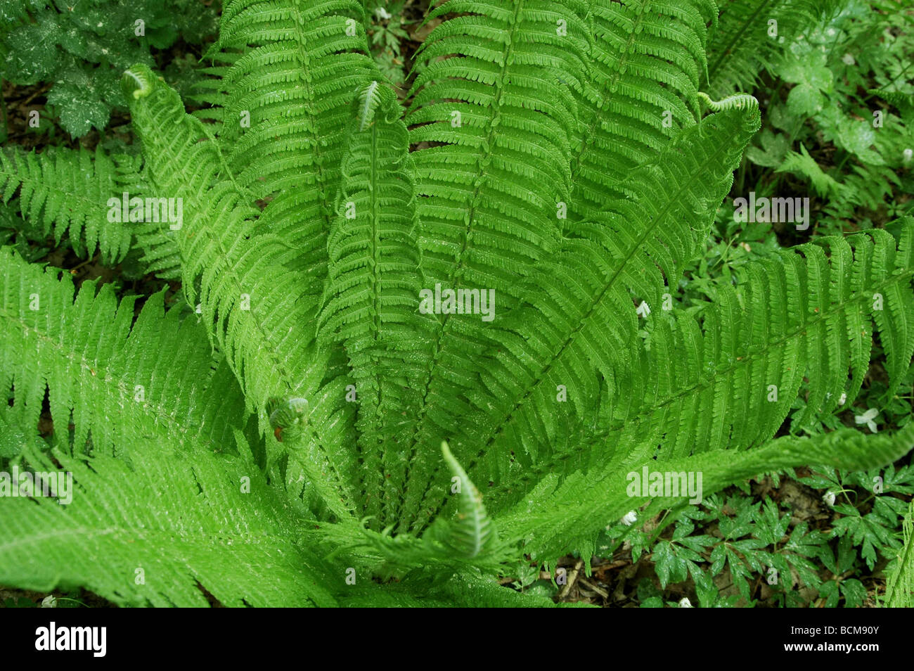 Young spring fern leaves hi-res stock photography and images - Alamy