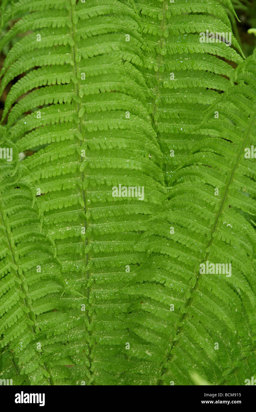 Young spring fern leaves hi-res stock photography and images - Alamy