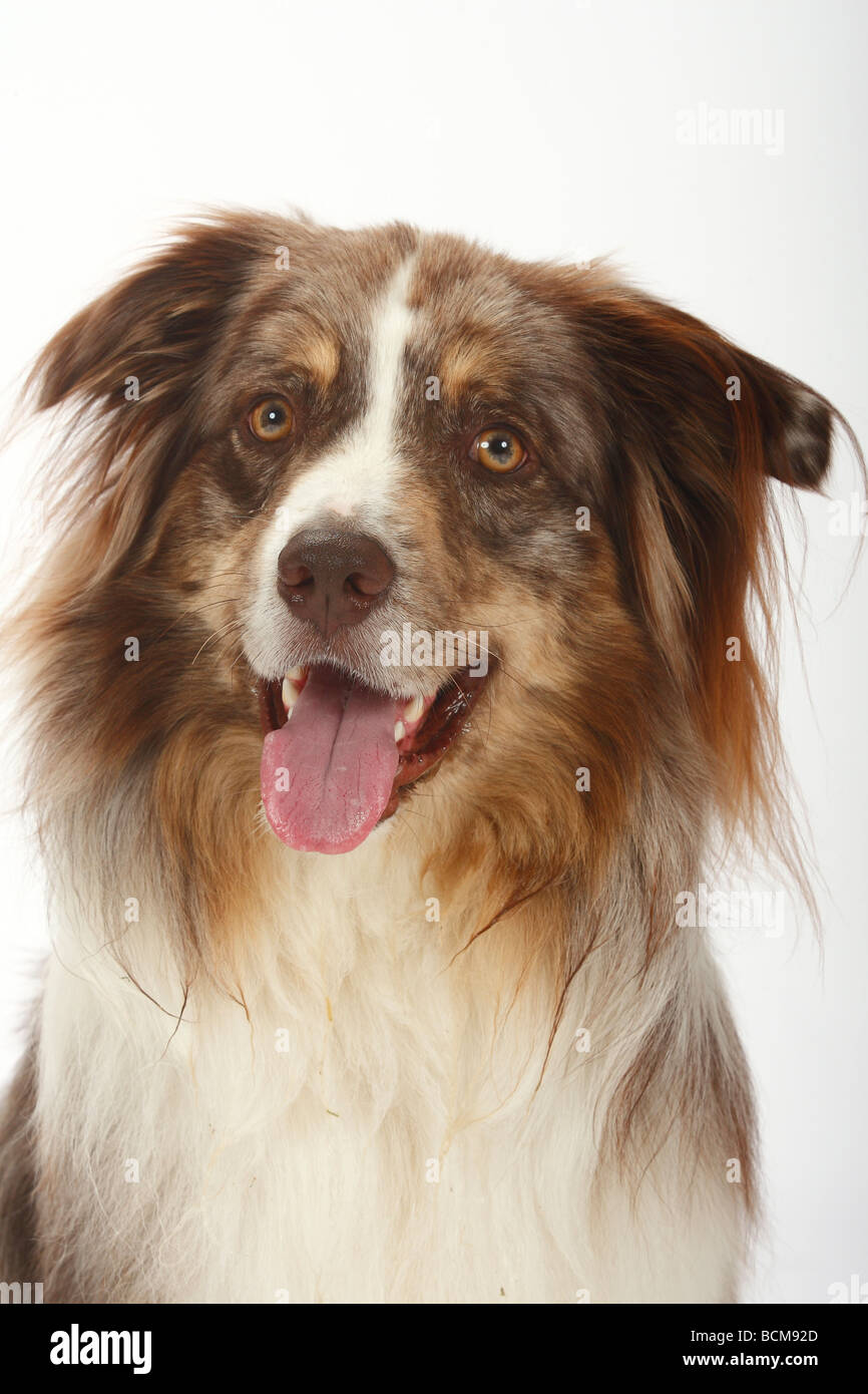 Australian Shepherd red merle Stock Photo - Alamy