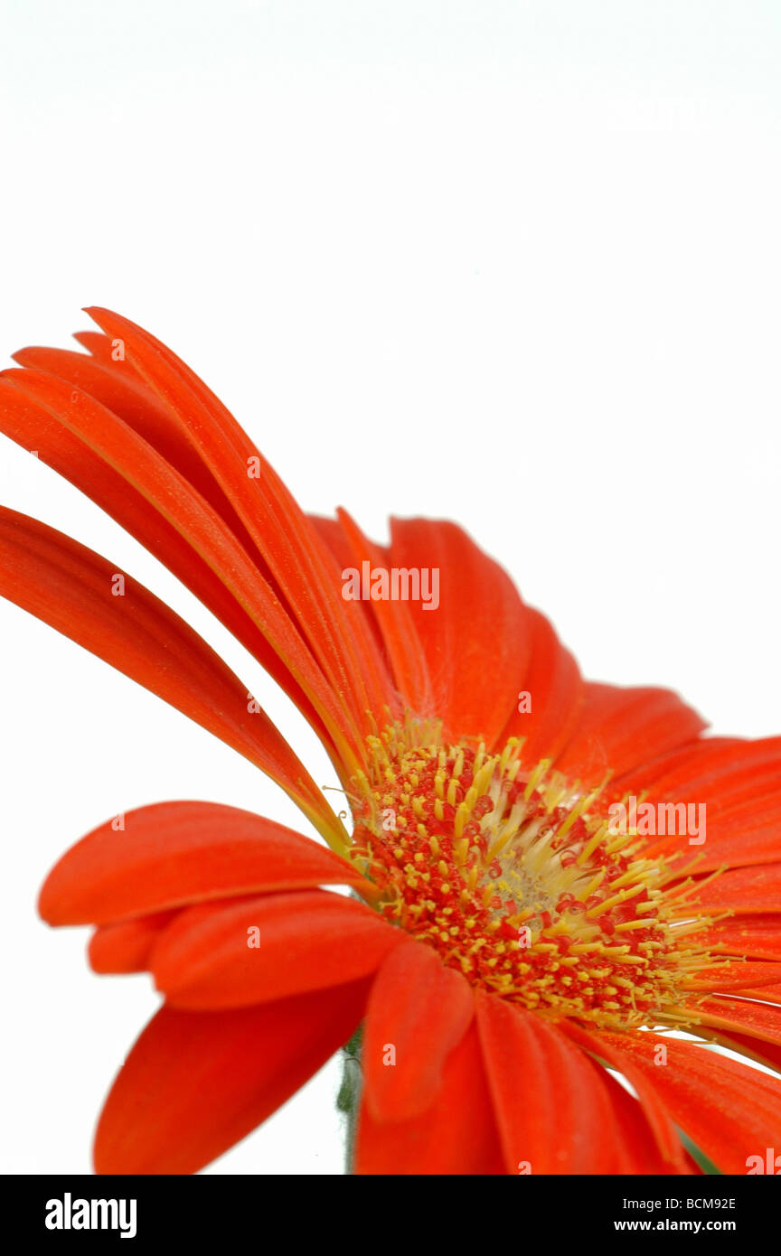 Red Gerber isolated Stock Photo - Alamy