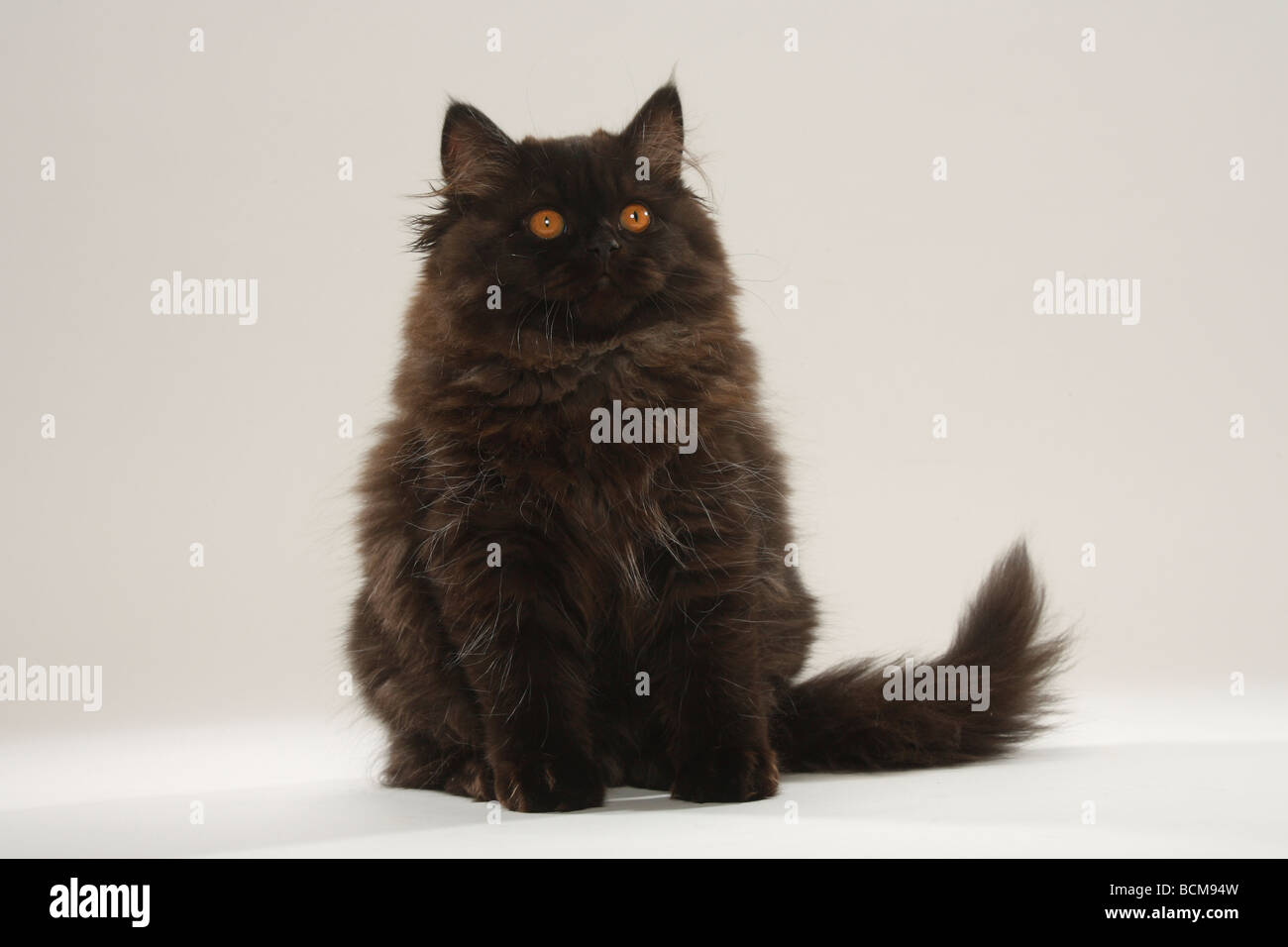 British Longhair Cat kitten black Highlander Lowlander Britanica Stock ...