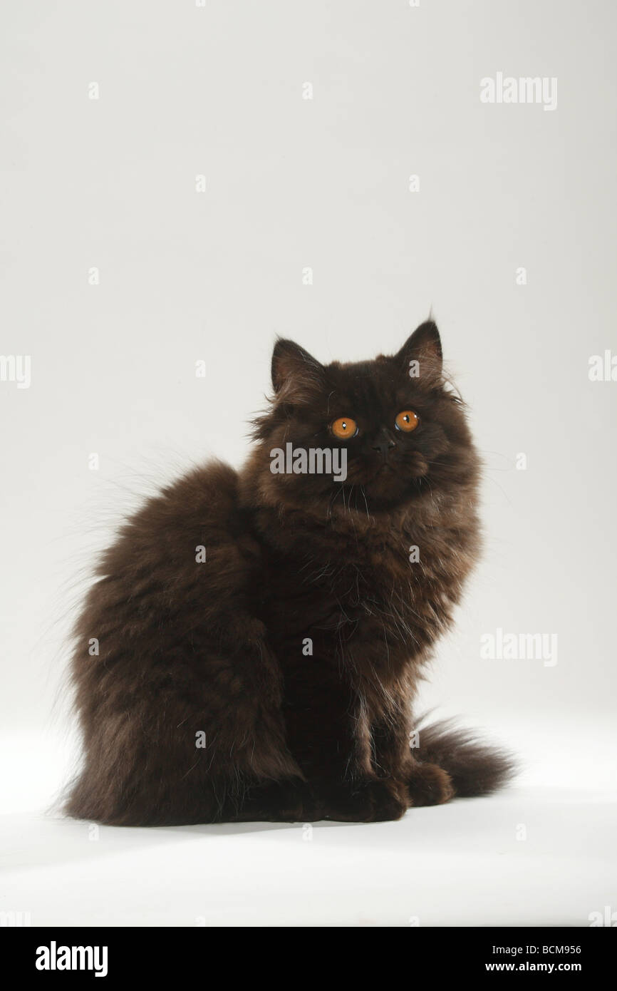 British Longhair Cat kitten black Highlander Lowlander Britanica Stock ...